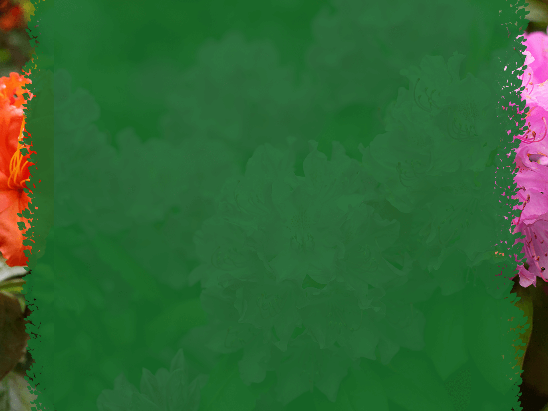 Produkty | Nawóz ZADBANE KWIATY do rododendronów i azalii z mączką bazaltową - Target