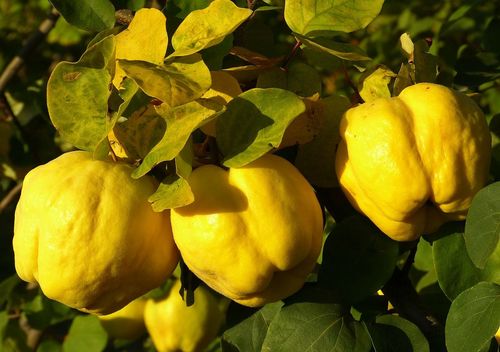 Grusza - uprawa, nawożenie, choroby, szkodniki - Target